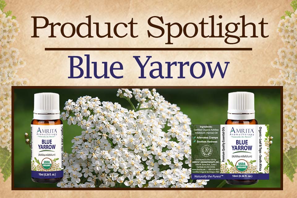 Product Spotlight: Blue Yarrow - Amrita Aromatherapy | Amrita Aromatherapy