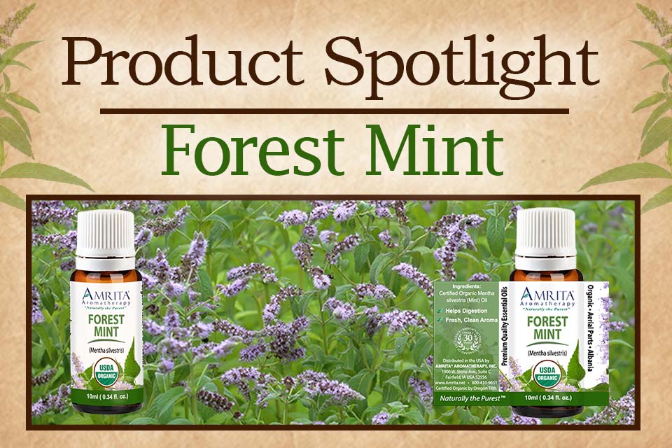 Product Spotlight: Forest Mint - Amrita Aromatherapy | Amrita Aromatherapy