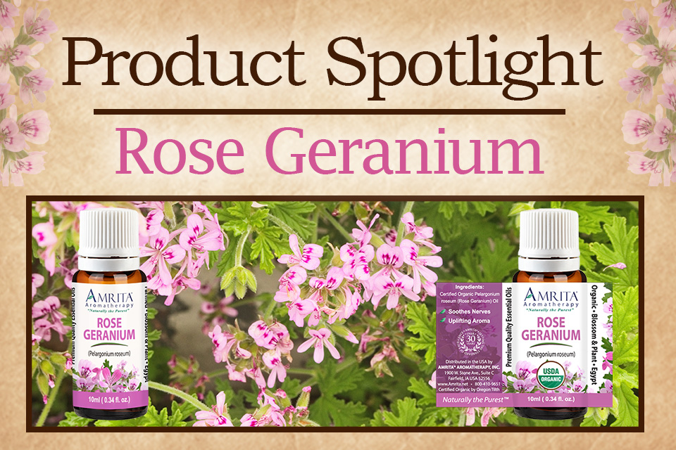 Product Spotlight: Rose Geranium - Amrita Aromatherapy | Amrita ...