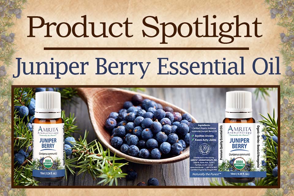 Product Spotlight: Juniper Berry - Amrita Aromatherapy | Amrita ...