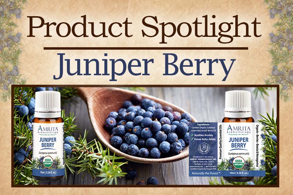 Product Spotlight: Juniper Berry - Amrita Aromatherapy | Amrita ...