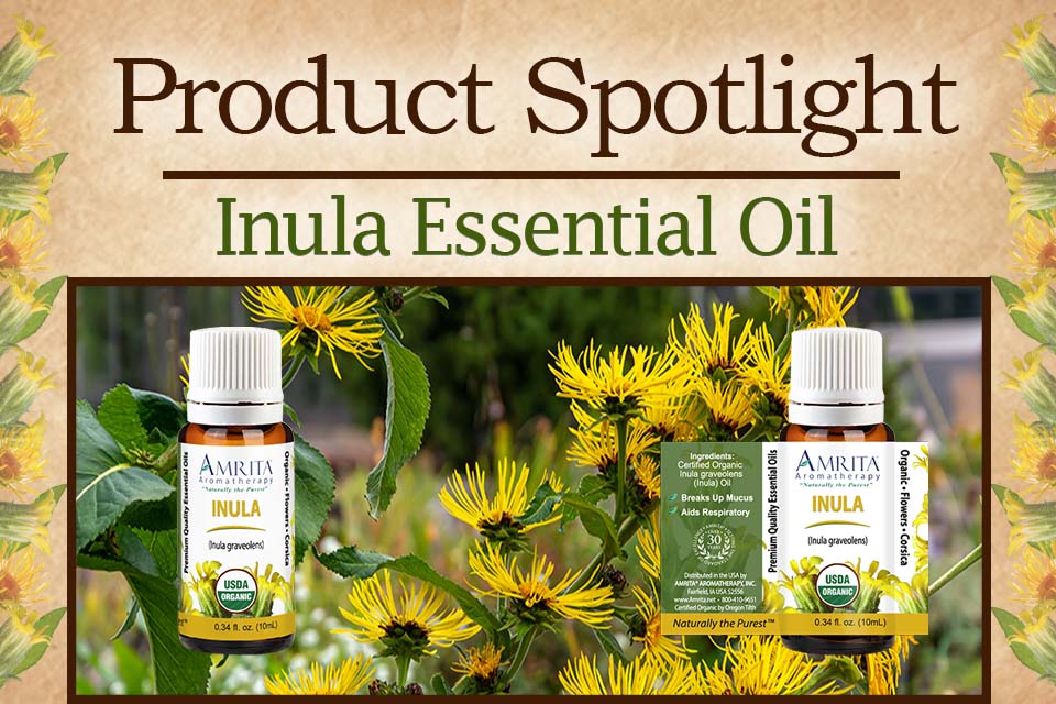Product Spotlight: Inula — A Rare Gem for Body, Mind, and…Breath ...