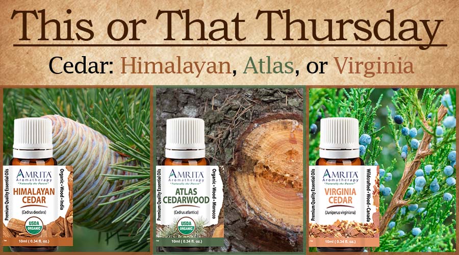 This or That: Himalayan Cedar, Altas Cedarwood, or Virginia Cedar ...