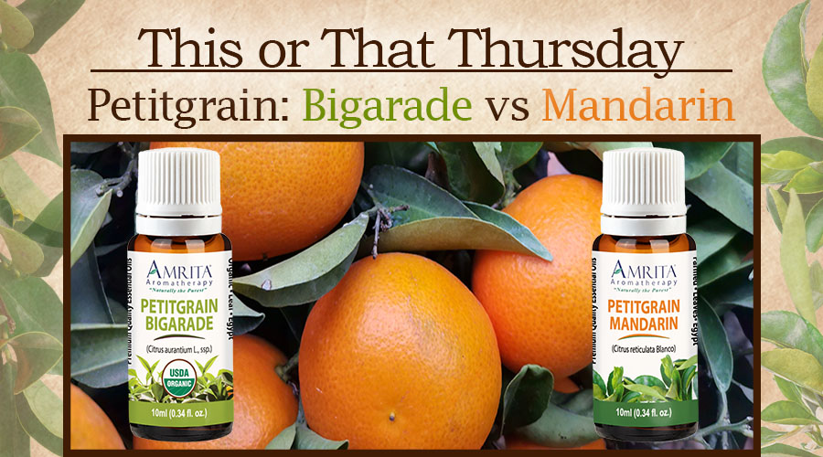This or That: Petitgrain Bigarade vs Petitgrain Mandarin - Amrita Aromatherapy | Amrita Aromatherapy