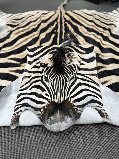 ZEBRA FULL SKIN HIDE - Safari Firearms
