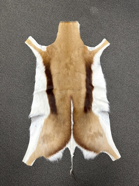 SPRINGBUCK FULL SKIN HIDE RUG - Safari Firearms