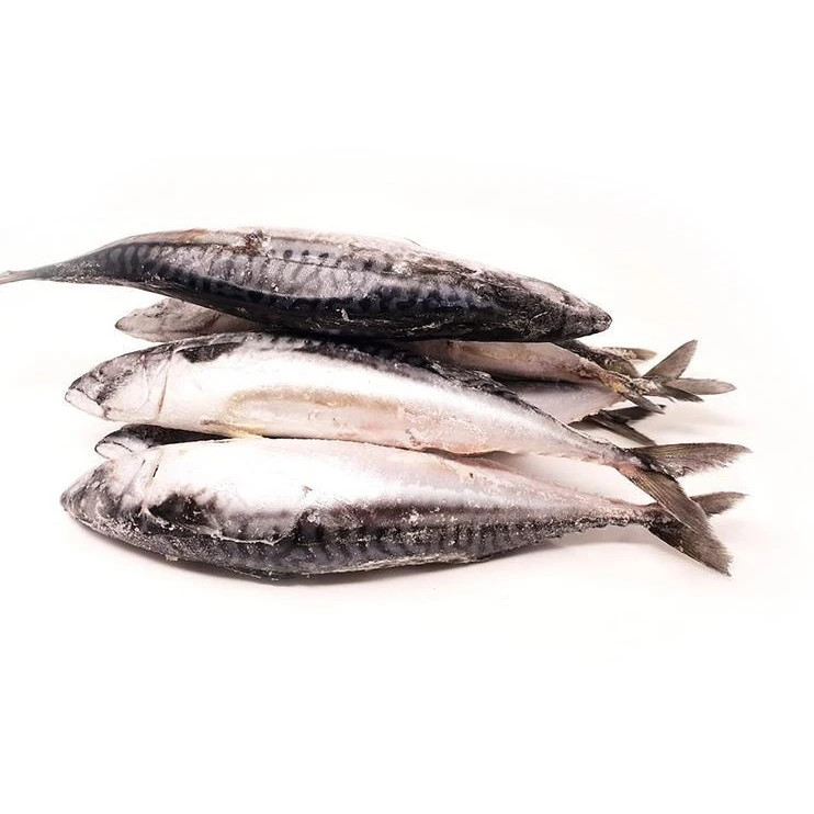 Frozen Mackerel Fish (Titus) 5kg - Rombi’s African-Caribbean Store ...