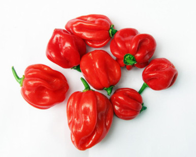 Fresh Hot Pepper (Ata Rodo)