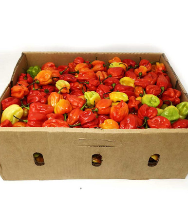Fresh Hot Pepper 4kg (Ata Rodo)