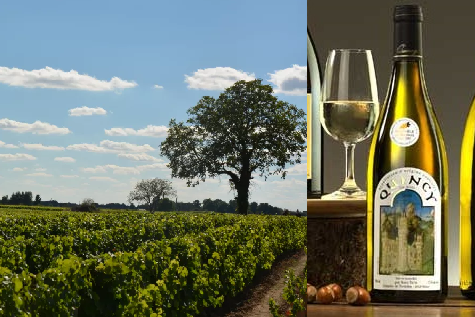 Quincy: The Loire Valley's Hidden Gem - Ferry Plaza Wine Merchant