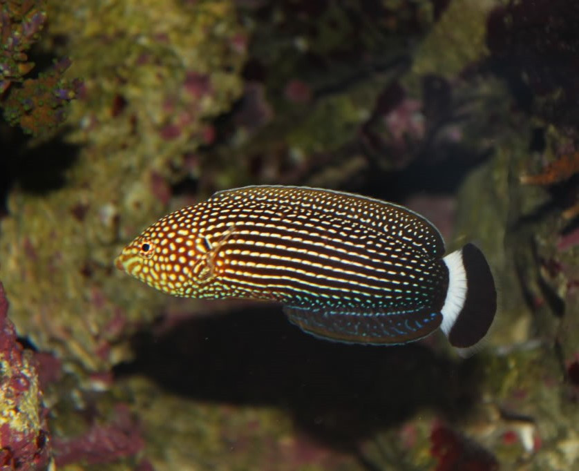 Anampses Lineatus - Tropestua
