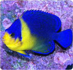 Paracentropyge Venusta - Tropestua