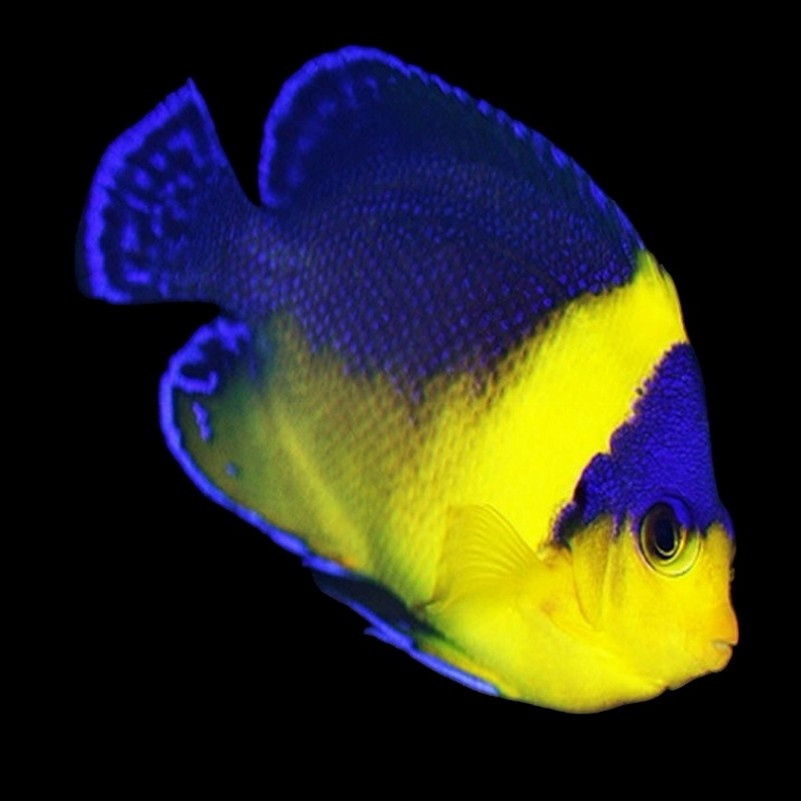 Paracentropyge Venusta (Oppdrett)