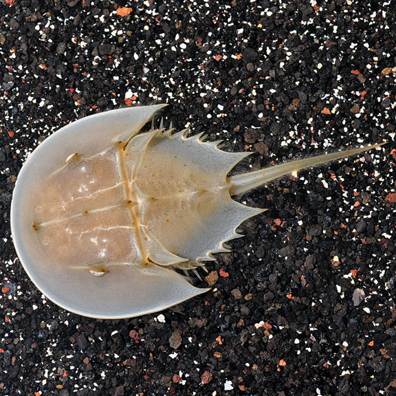 Limulus Polyphemus