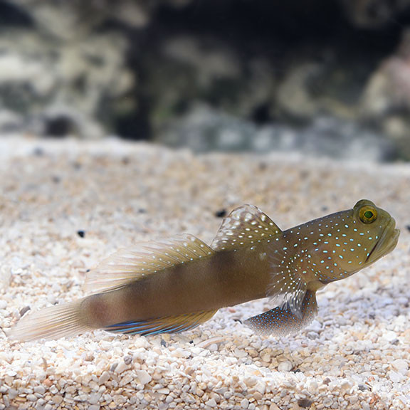 Cryptocentrus Pavoninoides - Tropestua