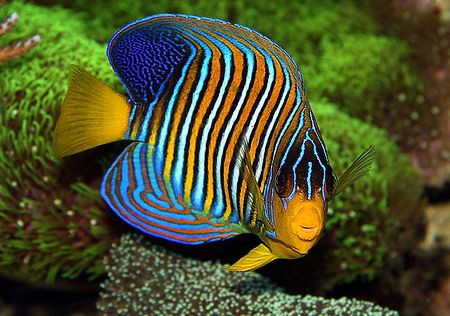 Pygoplites Diacanthus (Red Sea) - Tropestua