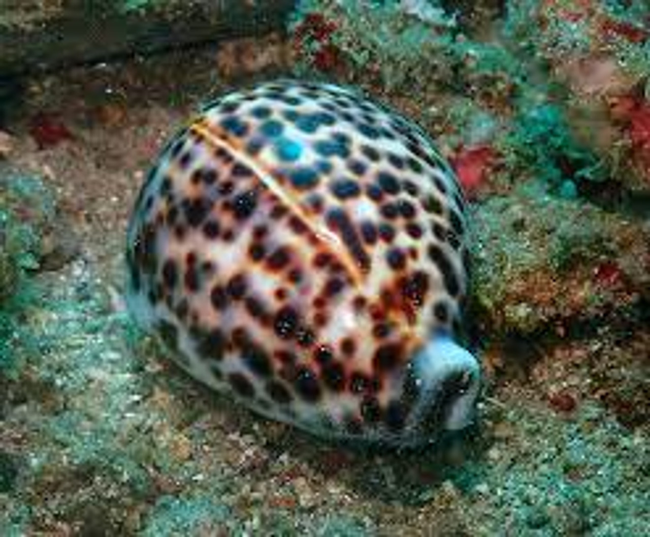 Cypraea Tigris - Tropestua