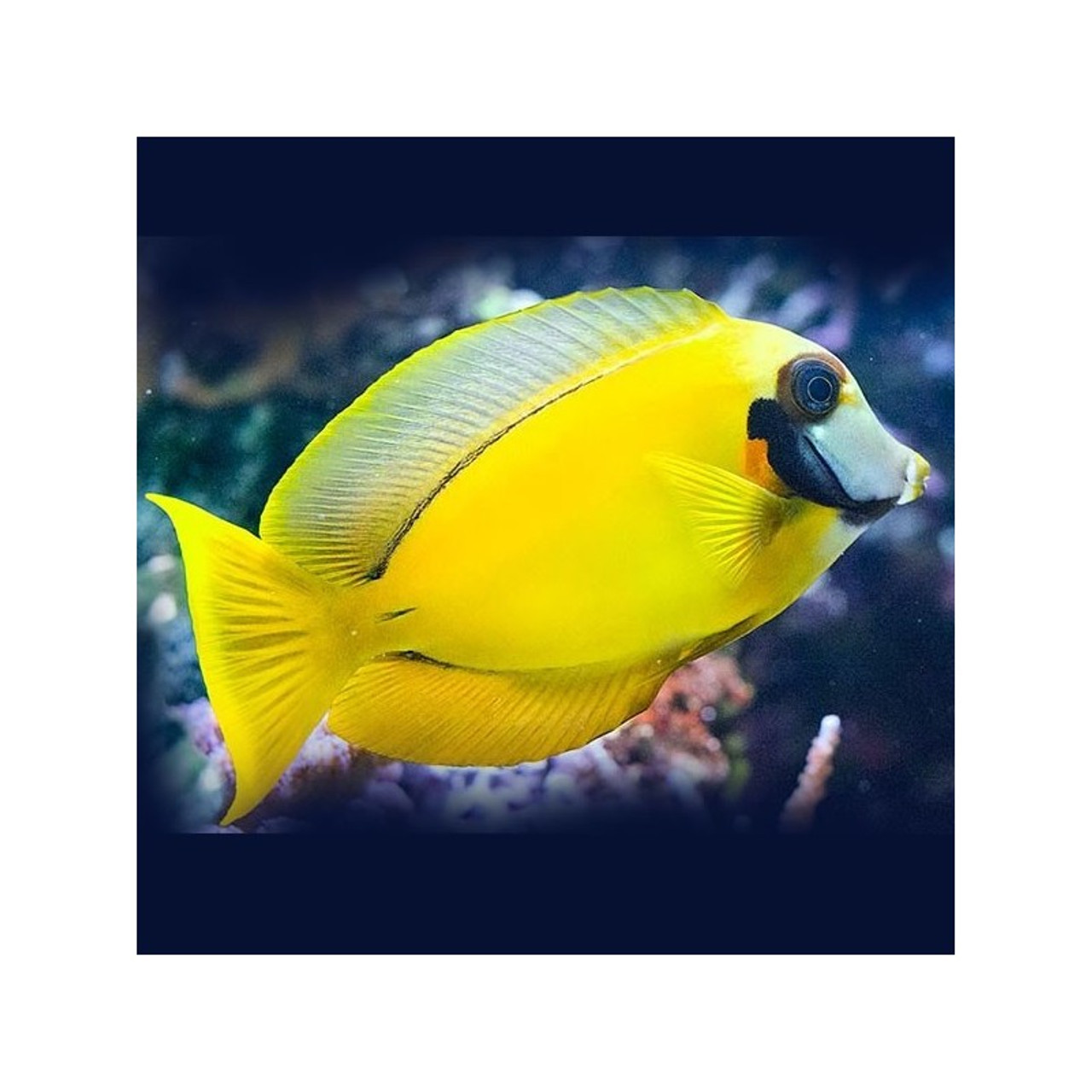 Acanthurus Pyroferus Yellow - Tropestua