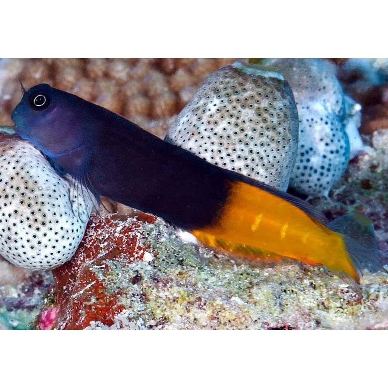 Ecsenius Bicolor - Tropestua
