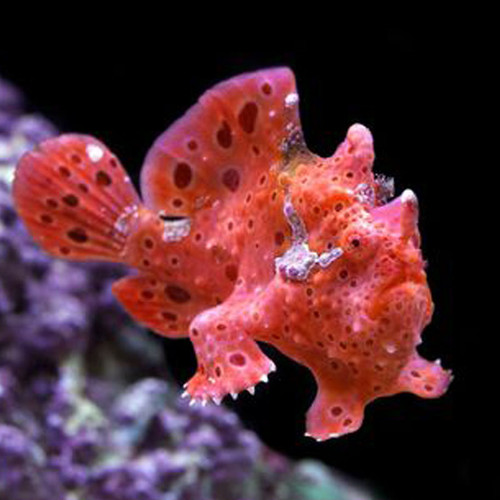 Antennarius Sp (Red) - Tropestua