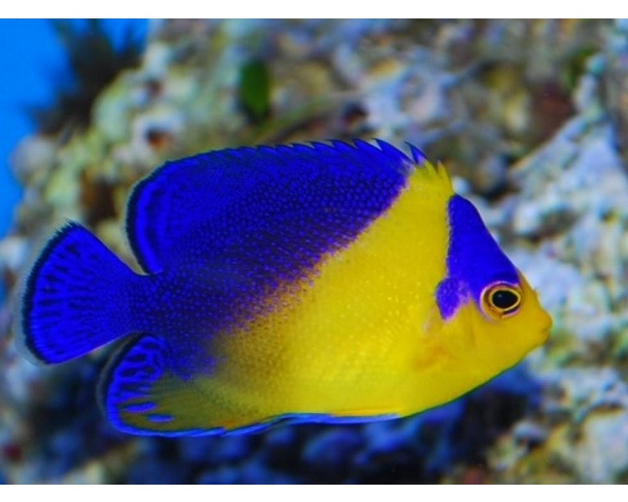 Paracentropyge Venusta (Oppdrett)