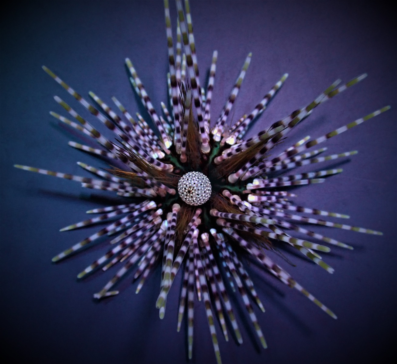 Echinothrix Calamari