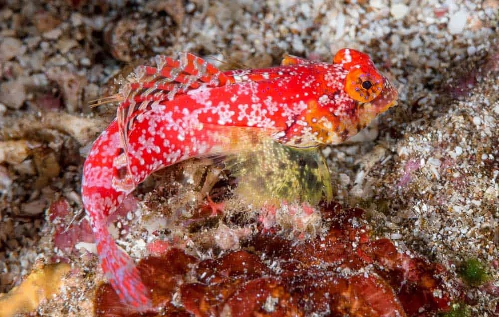 Synchiropus Moyeri - Tropestua