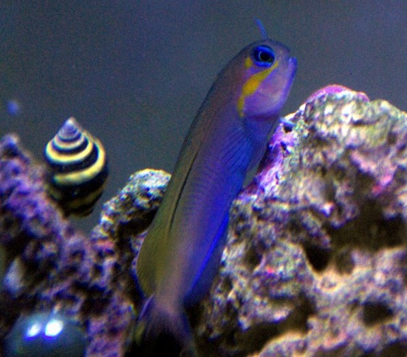 Ecsenius Midas (Blue) - Tropestua