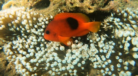 Amphiprion Ephippium, Pair - Tropestua