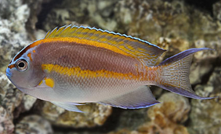 Genicanthus Bellus, Male - Tropestua