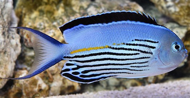 Genicanthus watanabei, Male - Tropestua