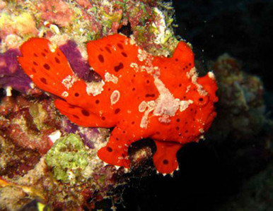 Antennarius Sp (Red) - Tropestua