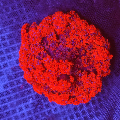 ActinodenDron Plumosum - Hells Fire Anemone Red - Tropestua