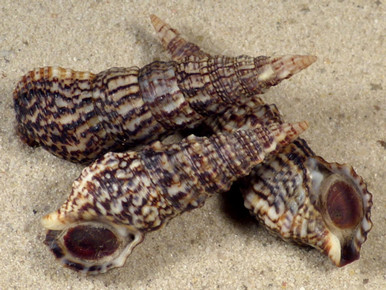 Cerithium sp. - Tropestua