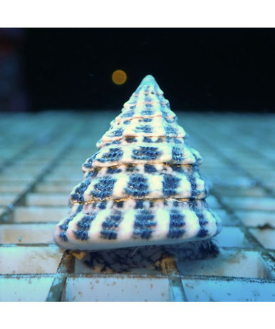 Tectus Sp. XL - Tropestua