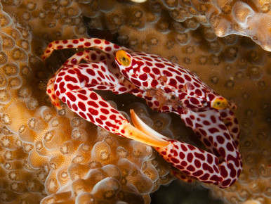 Trapezia Rufopunctata - Tropestua