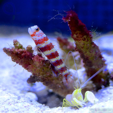 Amblyeleotris Wheeleri + Alpheus Ochrostriatus - Tropestua