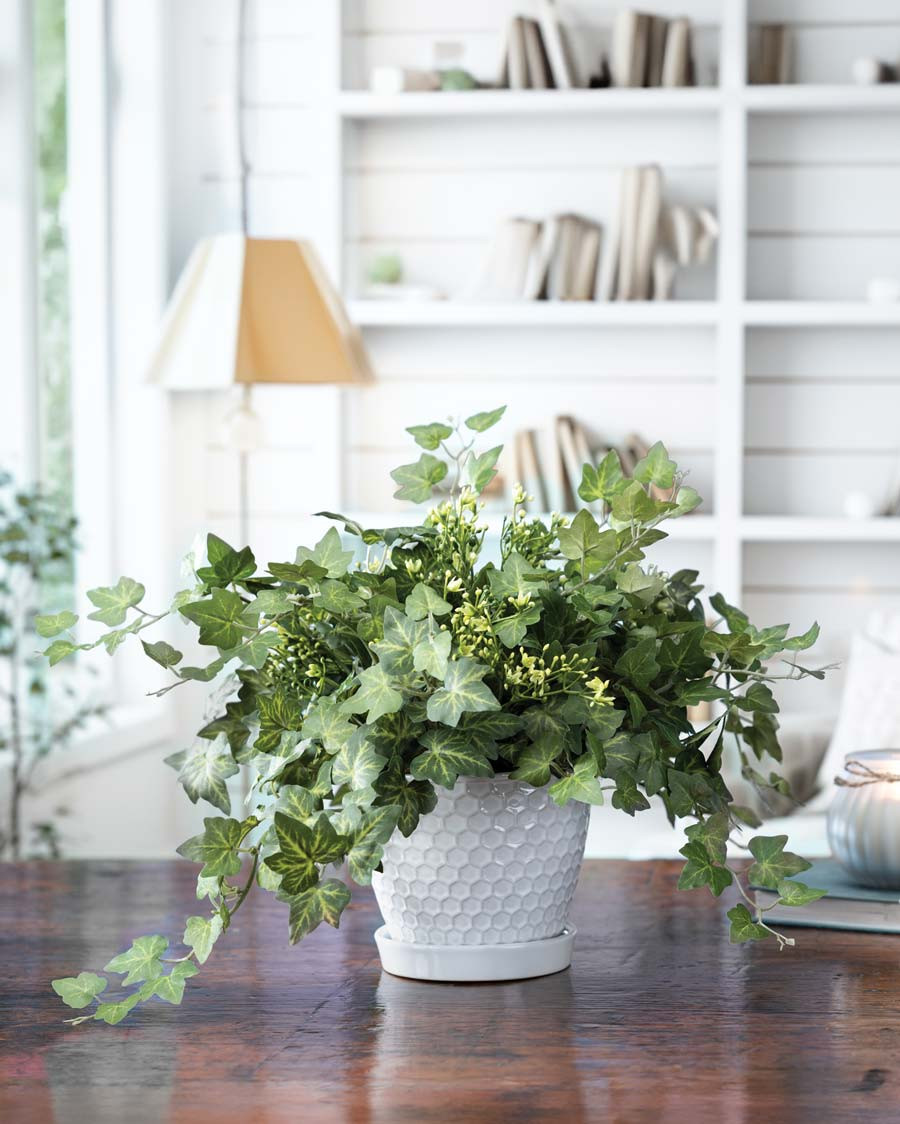 Buy extra full and lifelike Mini English Ivy silk plant at Petals.