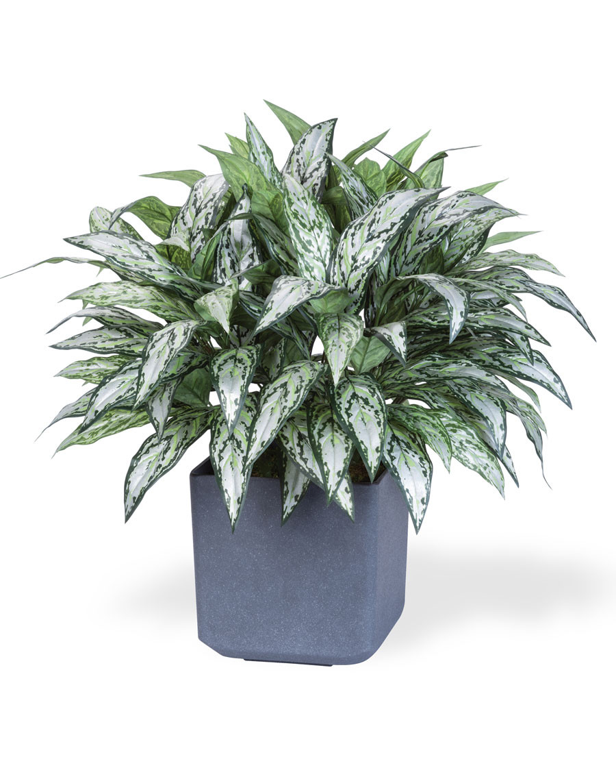 Silver Queen Silk Plant