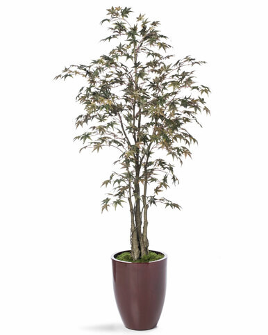 7 ' Japanese Maple Silk Tree