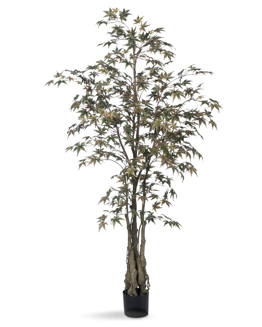 Buy 5' Japanese Maple Silk Tree at Petals