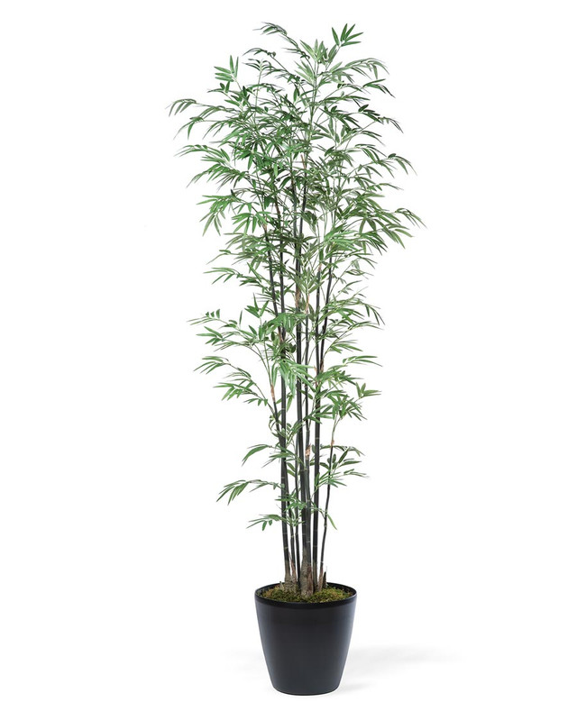 6' Silk Bamboo Tree