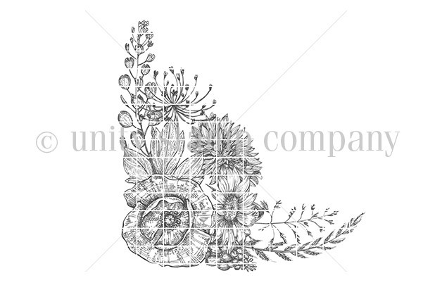 Antique Poppy