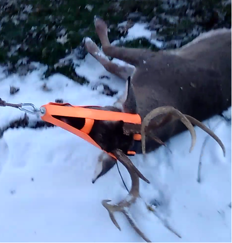 Straight Ahead Deer Drag