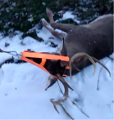 Straight Ahead Deer Drag