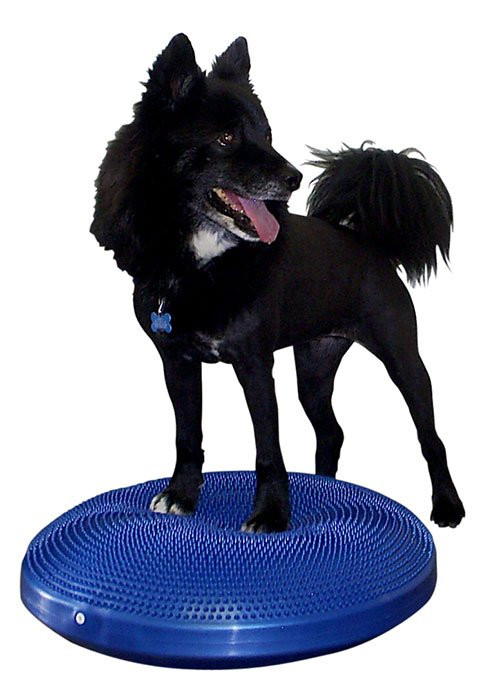 FitPAWS Balance Disc | Dog Balance Disc - Ray Allen Manufacturing