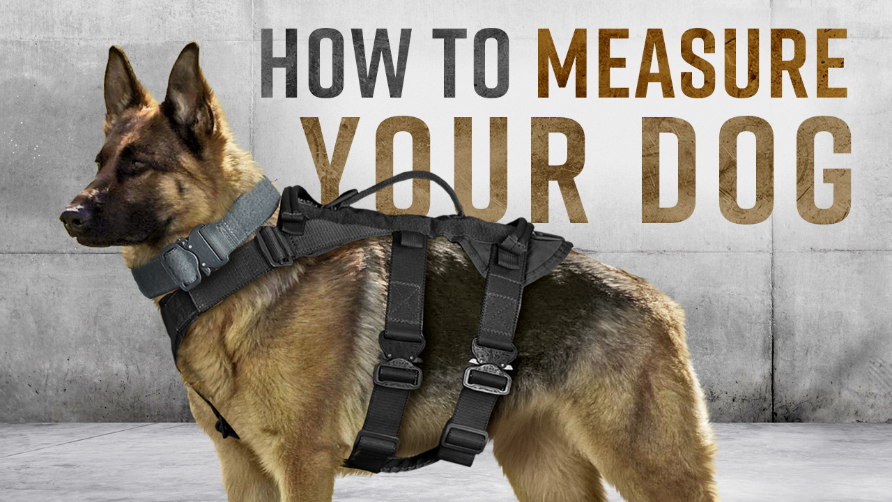 Measuring Your Dog: Fitting For Collars & Harnesses - Ray Allen ...