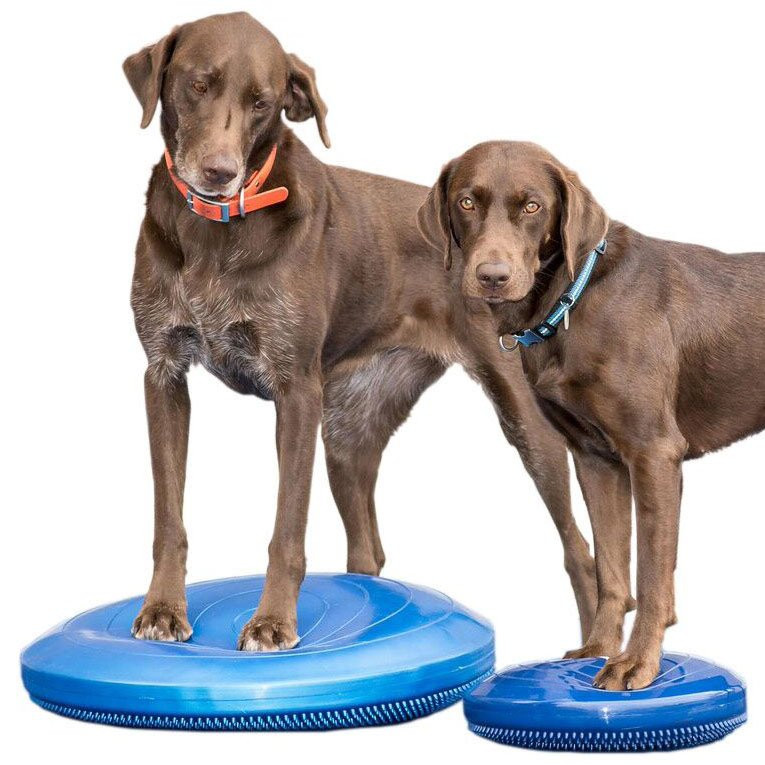 FitPAWS Balance Disc | Dog Balance Disc - Ray Allen Manufacturing