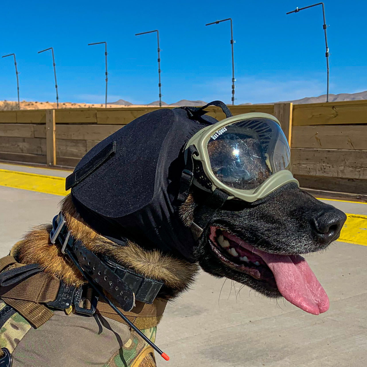 Rex Specs Ear Pro | Working Dog Hearing PPE | K9 Ear Protection