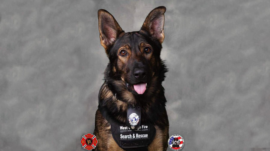 K9 Spotlight: Todd Baseggio and K9 Thor - Ray Allen Manufacturing
